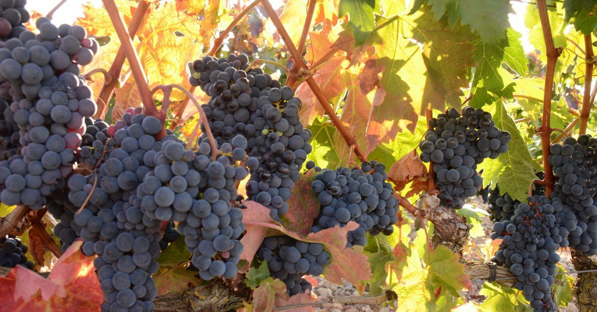 The Differences between Table Grapes and Wine Grapes